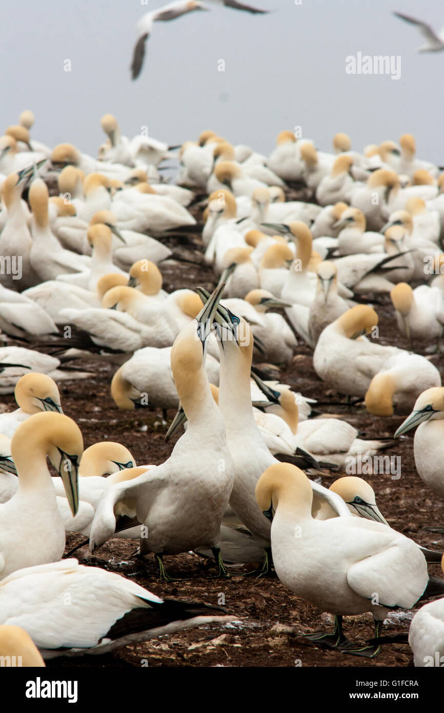 Colony nesting bird hi-res stock photography and images - Alamy