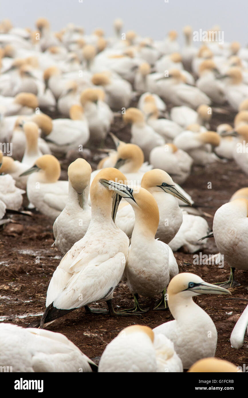 Preening Gannet Hi Res Stock Photography And Images Alamy