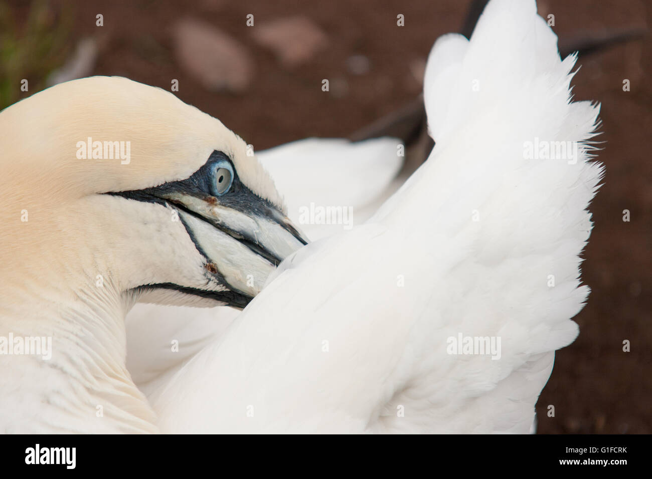 Preening bird hi-res stock photography and images - Alamy
