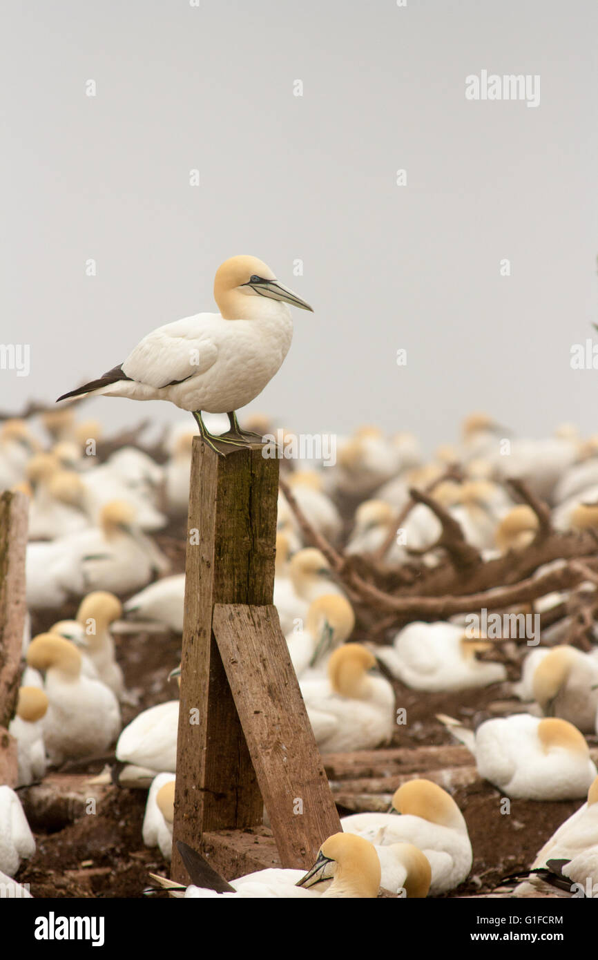 Northern gannet flock canada hi-res stock photography and images - Alamy
