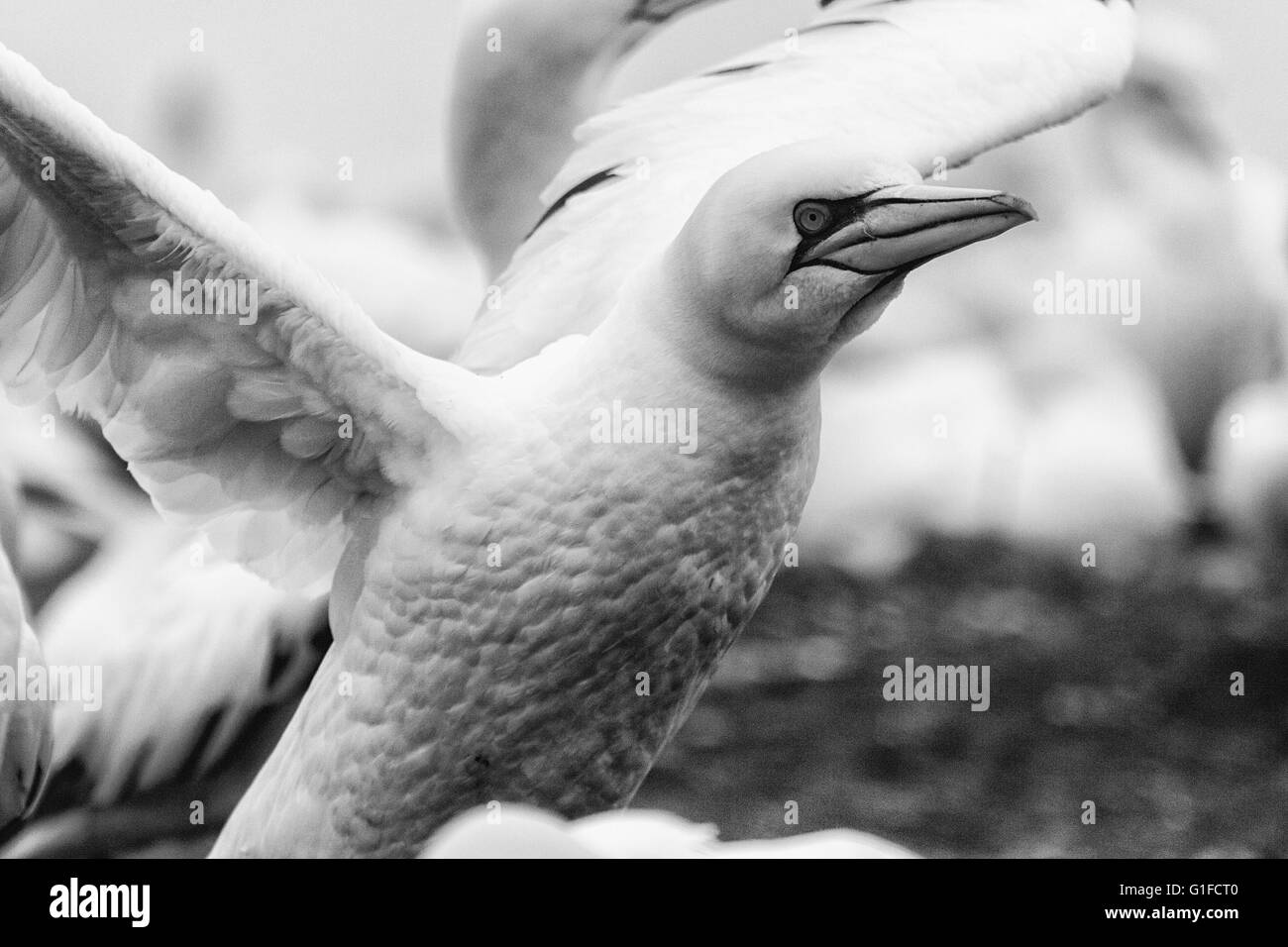 A black and white image of a Northern Gannet is spreading its wings ...