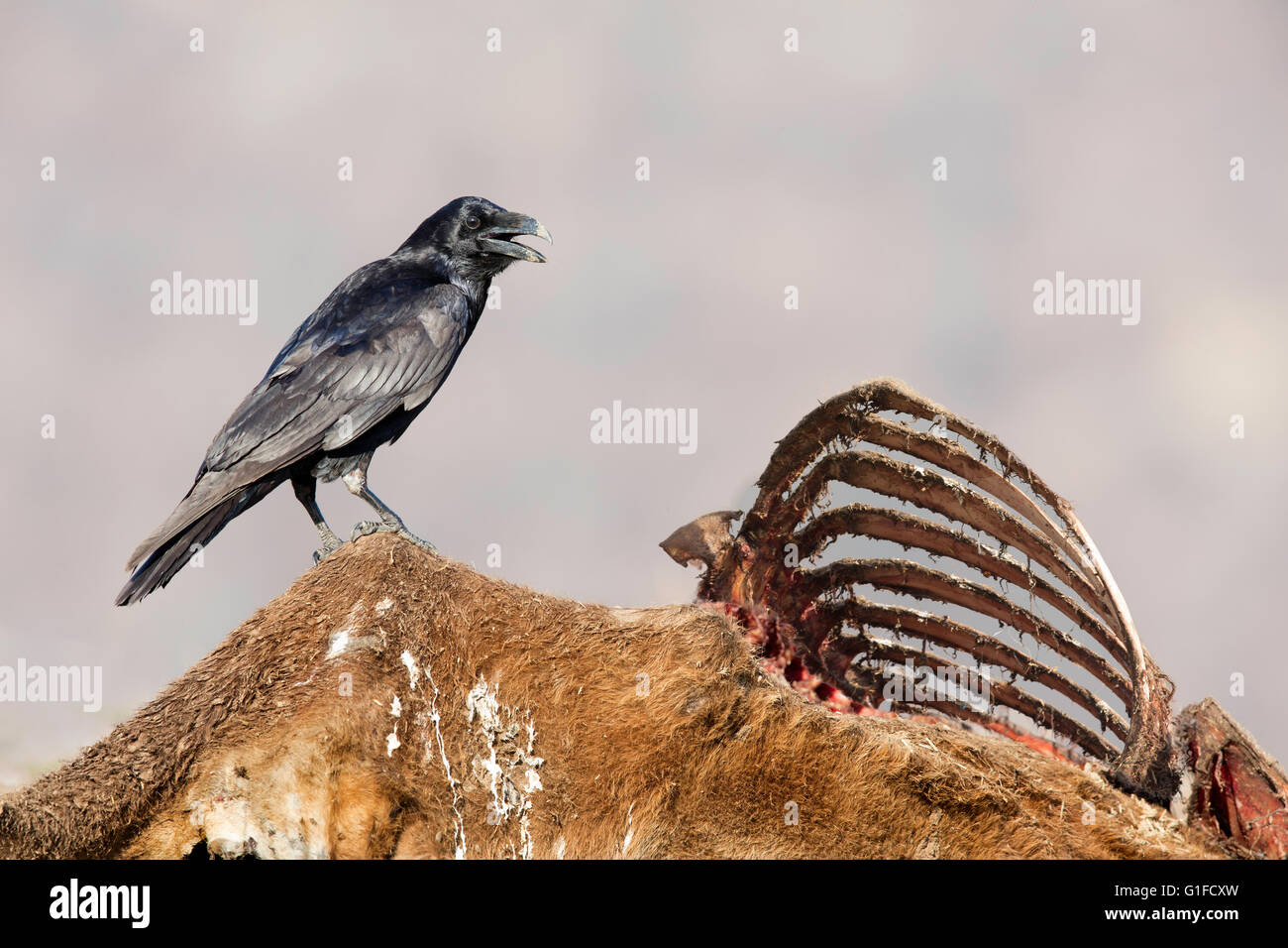 raven standing on carcass Stock Photo - Alamy