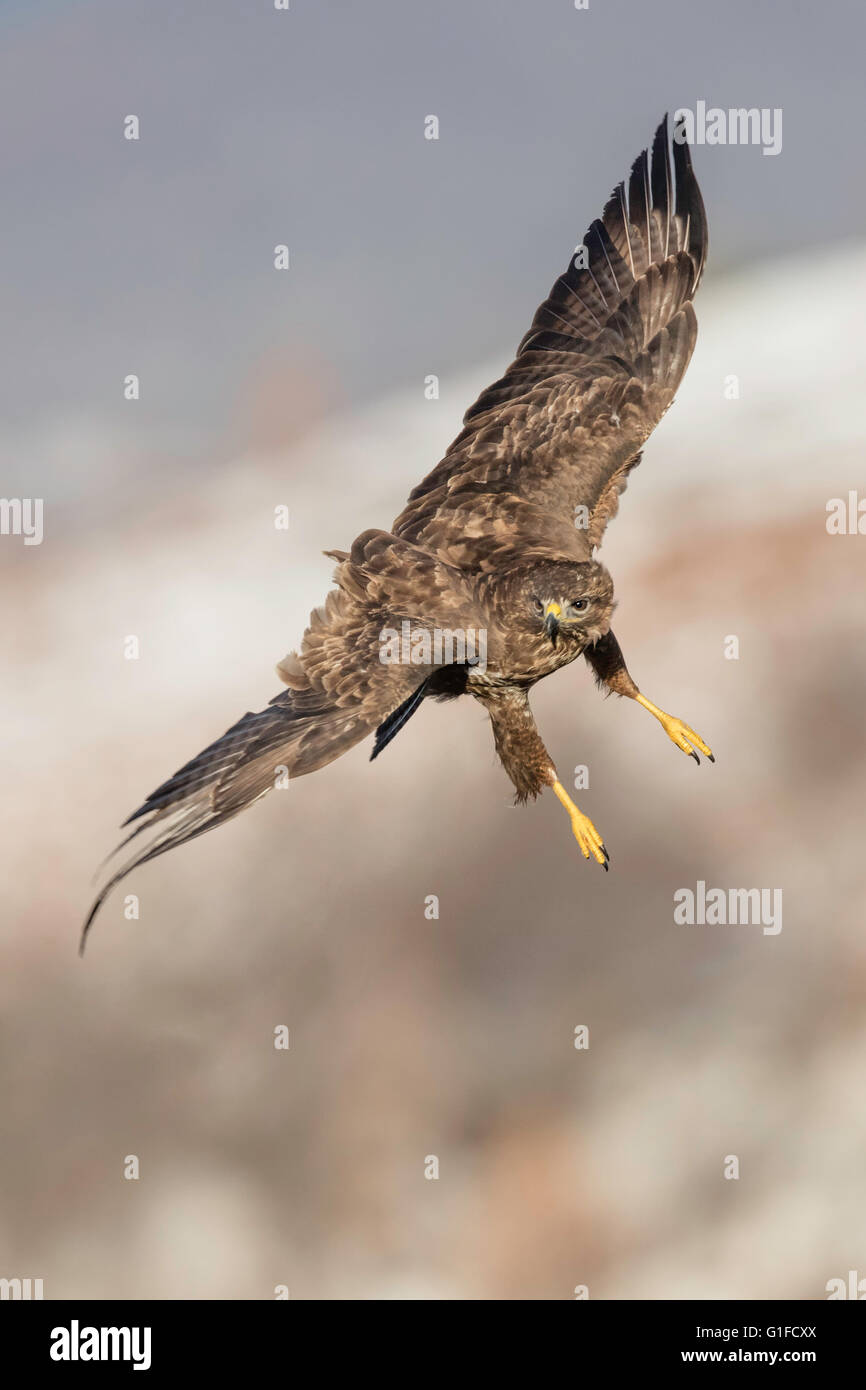buzzards in flight Stock Photo - Alamy