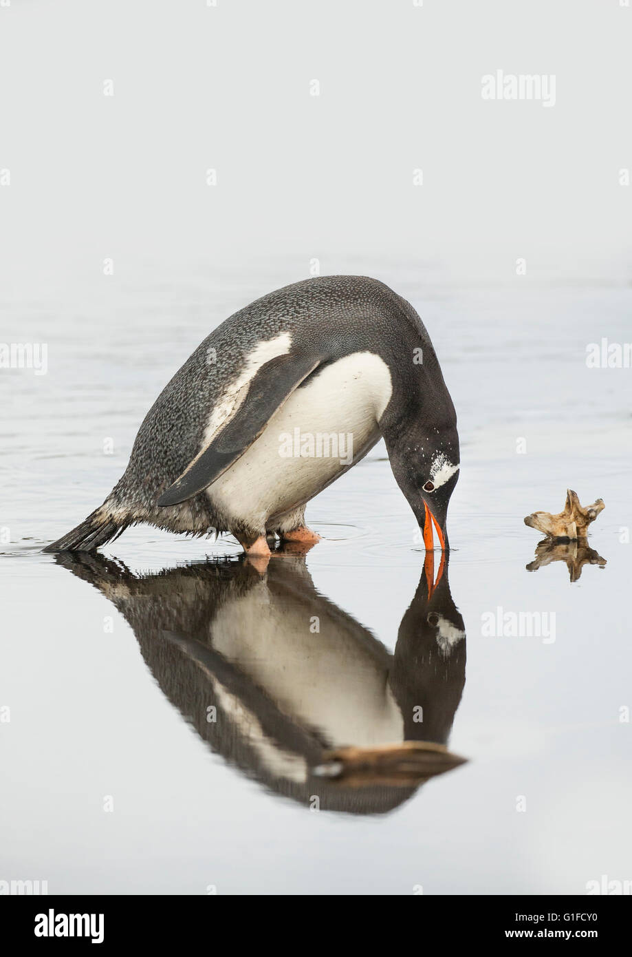 Glass penguin hi-res stock photography and images - Alamy