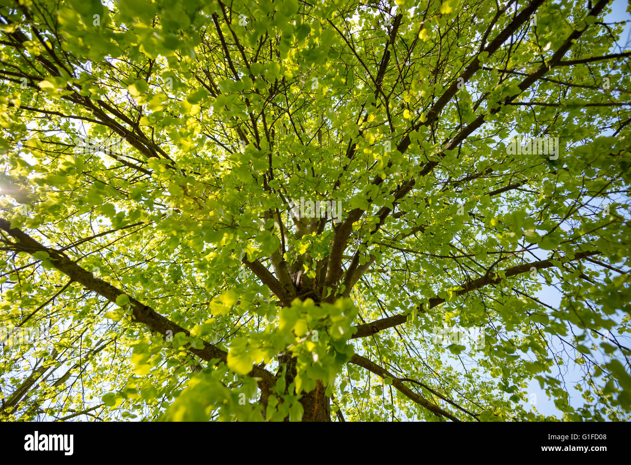 green tree with leaves Stock Photo - Alamy