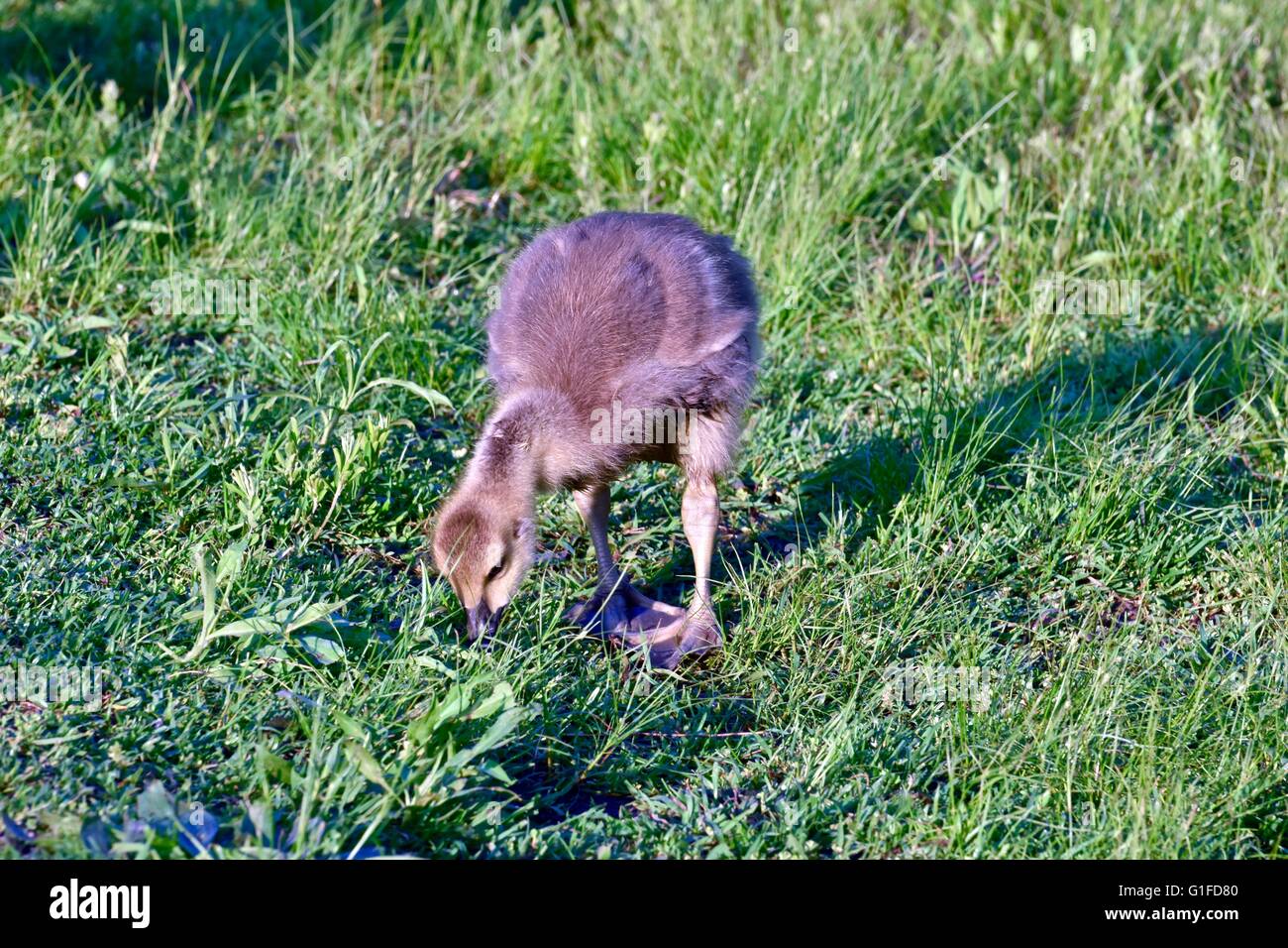 Young Canadian goose out in the wild Stock Photo - Alamy