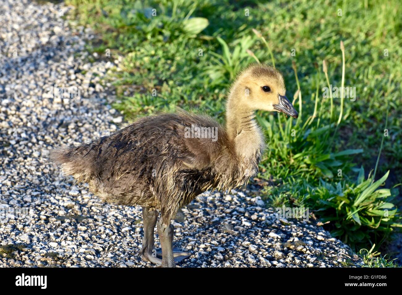 Young Canadian goose out in the wild Stock Photo - Alamy
