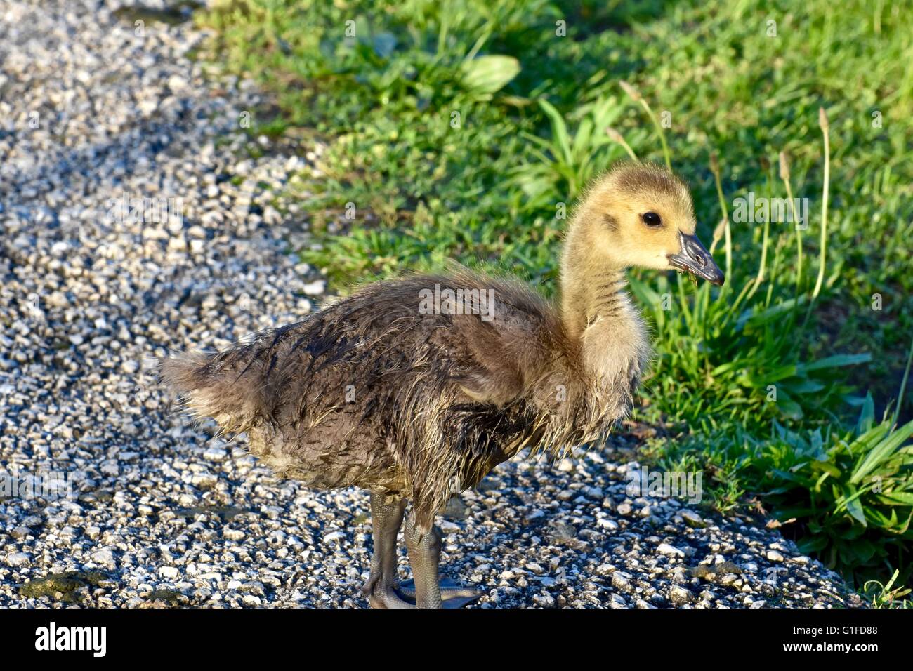 Young Canadian goose out in the wild Stock Photo - Alamy