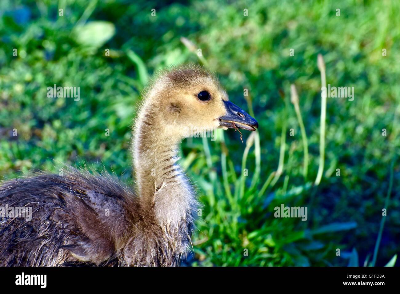 Young Canadian goose out in the wild Stock Photo - Alamy