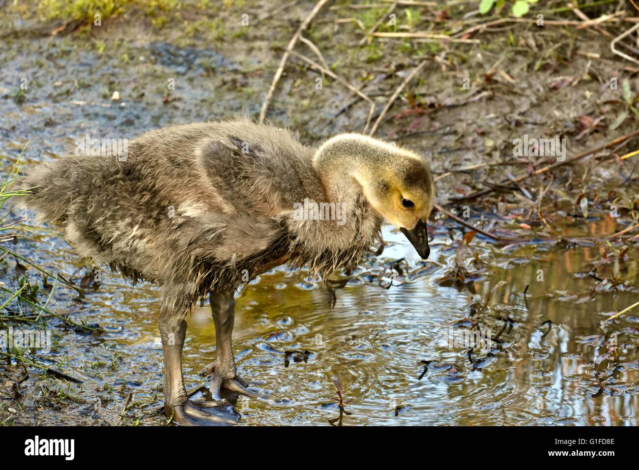 Young Canadian goose out in the wild Stock Photo - Alamy