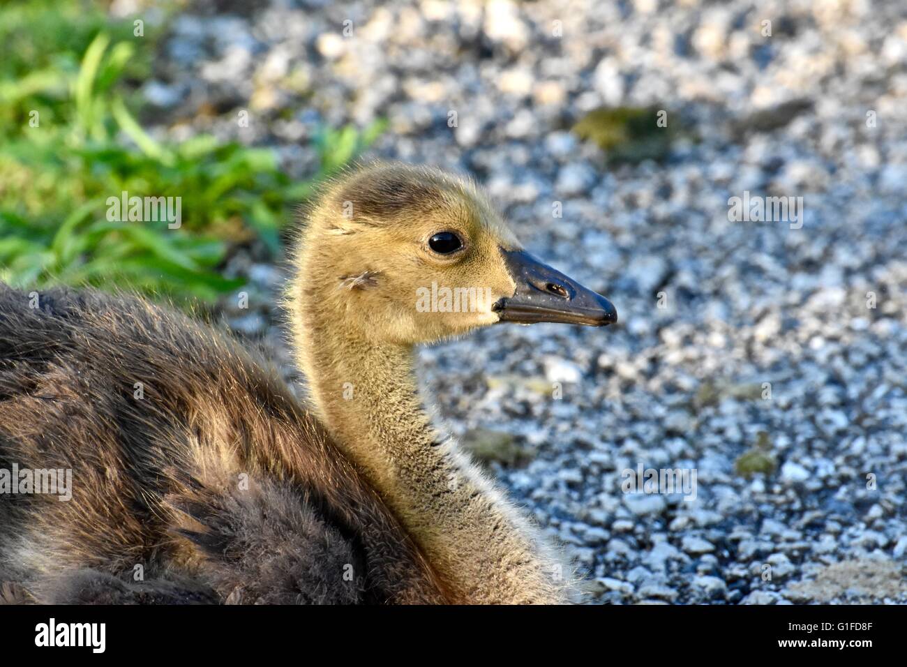 Young Canadian goose out in the wild Stock Photo - Alamy