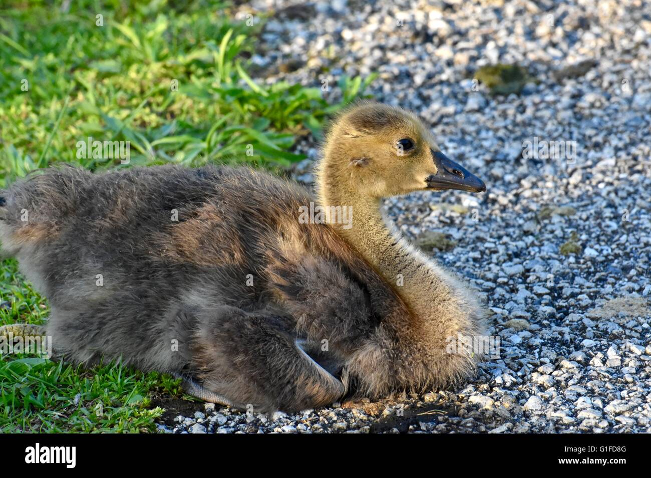 Young Canadian goose out in the wild Stock Photo - Alamy