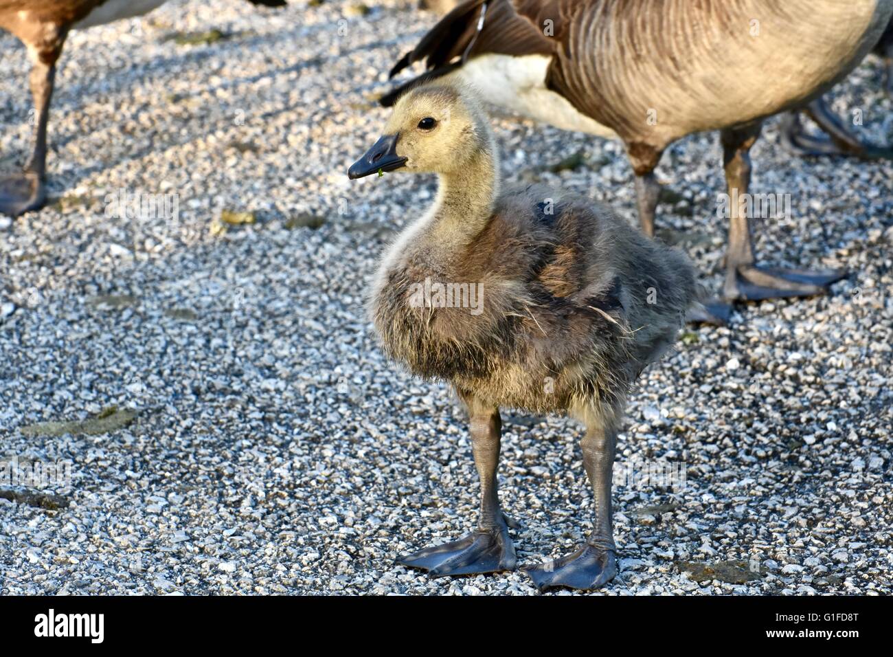 Young Canadian goose out in the wild Stock Photo - Alamy