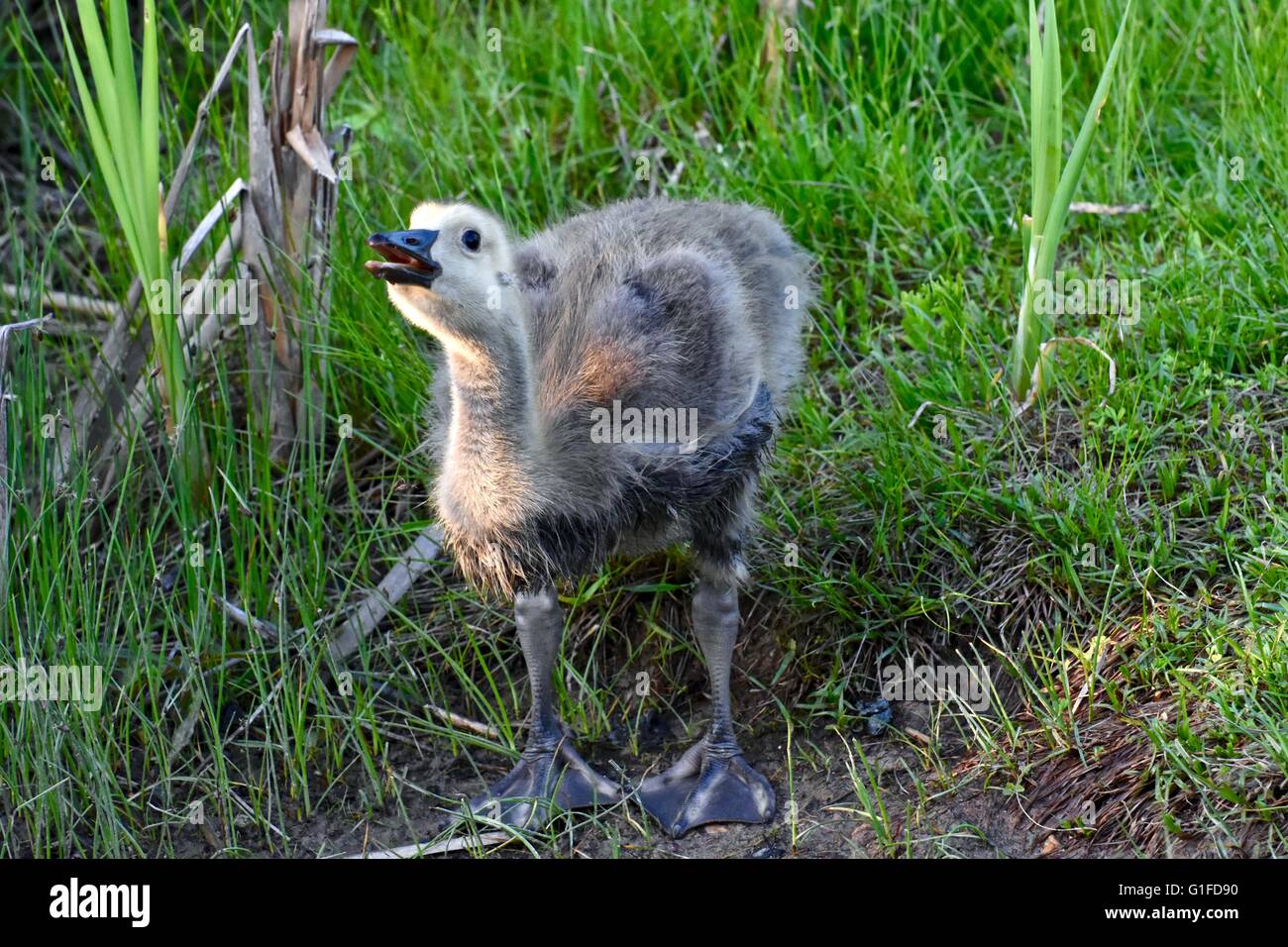 Young Canadian goose out in the wild Stock Photo - Alamy