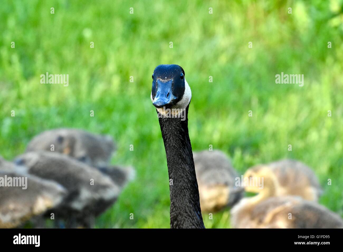 Goose face hi-res stock photography and images - Alamy