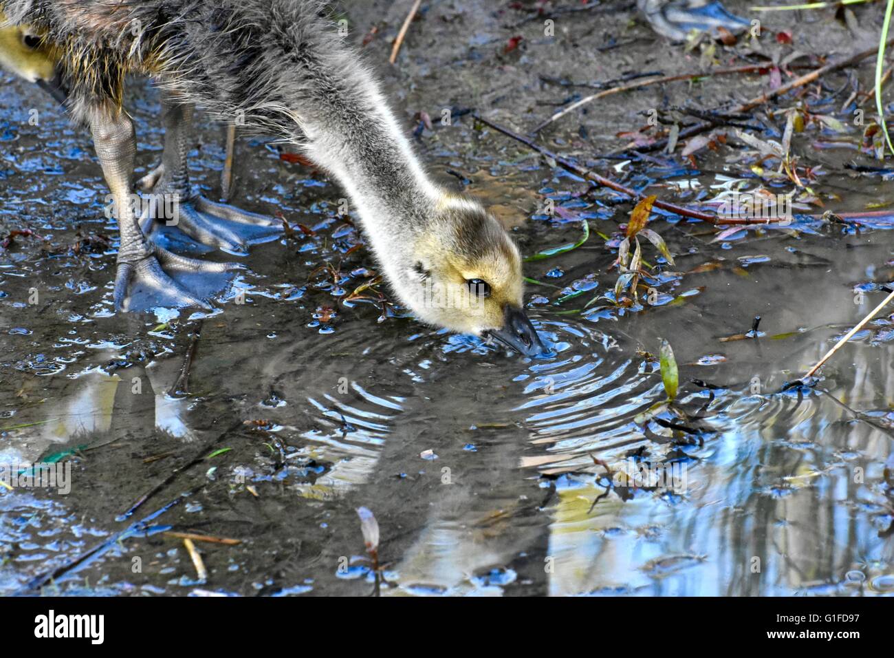 Young Canadian goose out in the wild Stock Photo - Alamy