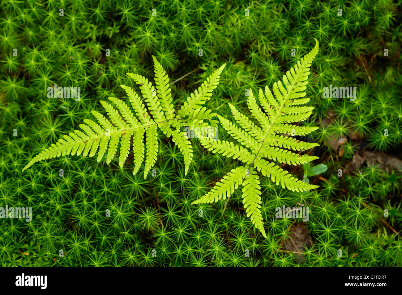 Swedish ferns hi-res stock photography and images - Alamy