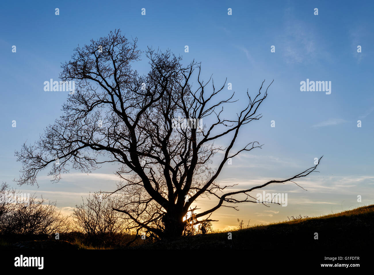 Silhouette oak tree during evening sunset Stock Photo - Alamy