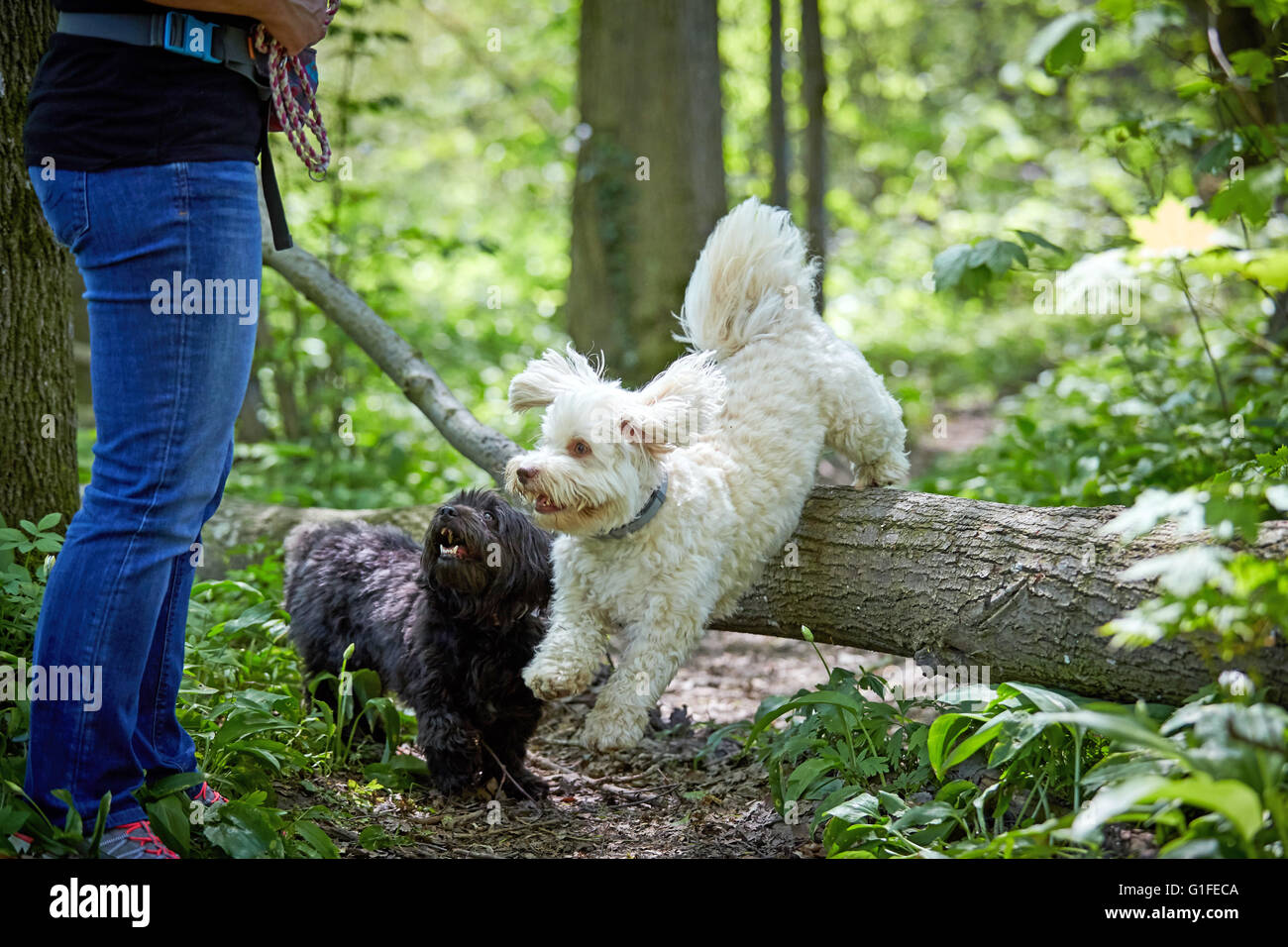 Jump tree trunk nature hi-res stock photography and images - Alamy