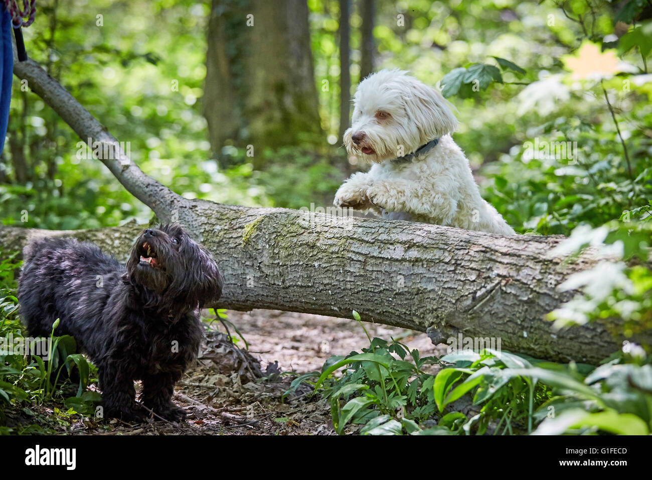 Jump tree trunk nature hi-res stock photography and images - Alamy