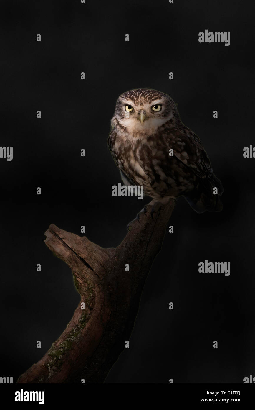 little owl at night Stock Photo - Alamy