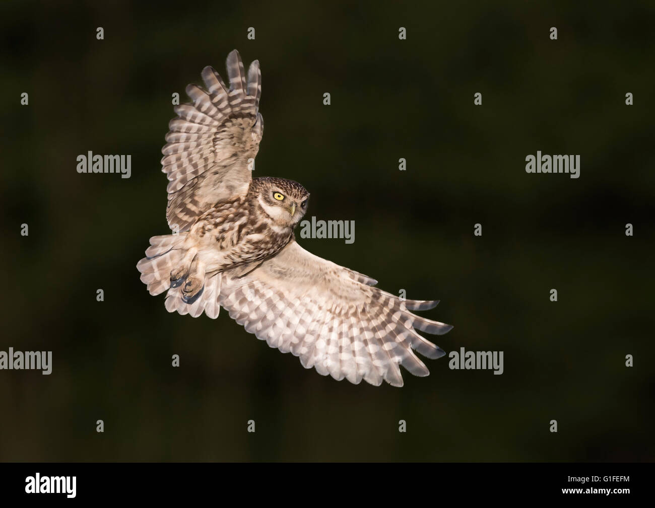 Owl at night hi-res stock photography and images - Alamy