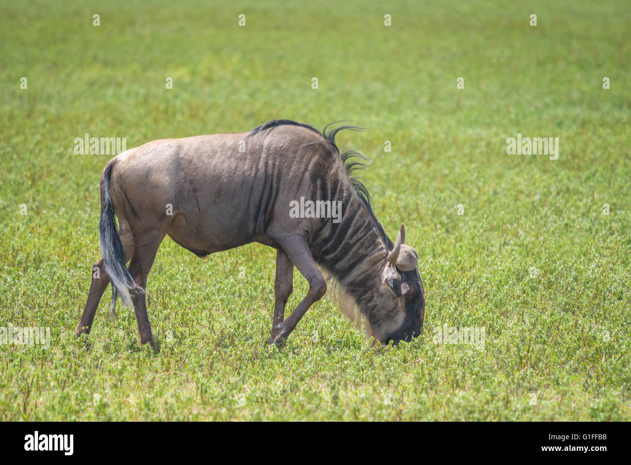A single Wildebeest grazes on the fertile grass plains of the ...