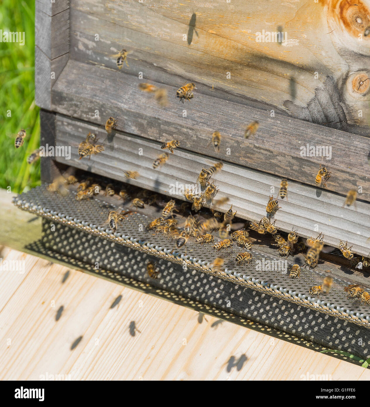 Bees flying beehive hi-res stock photography and images - Alamy