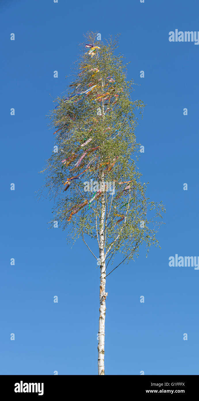 traditional ornamented birch maypole in front of blue sky Stock Photo ...