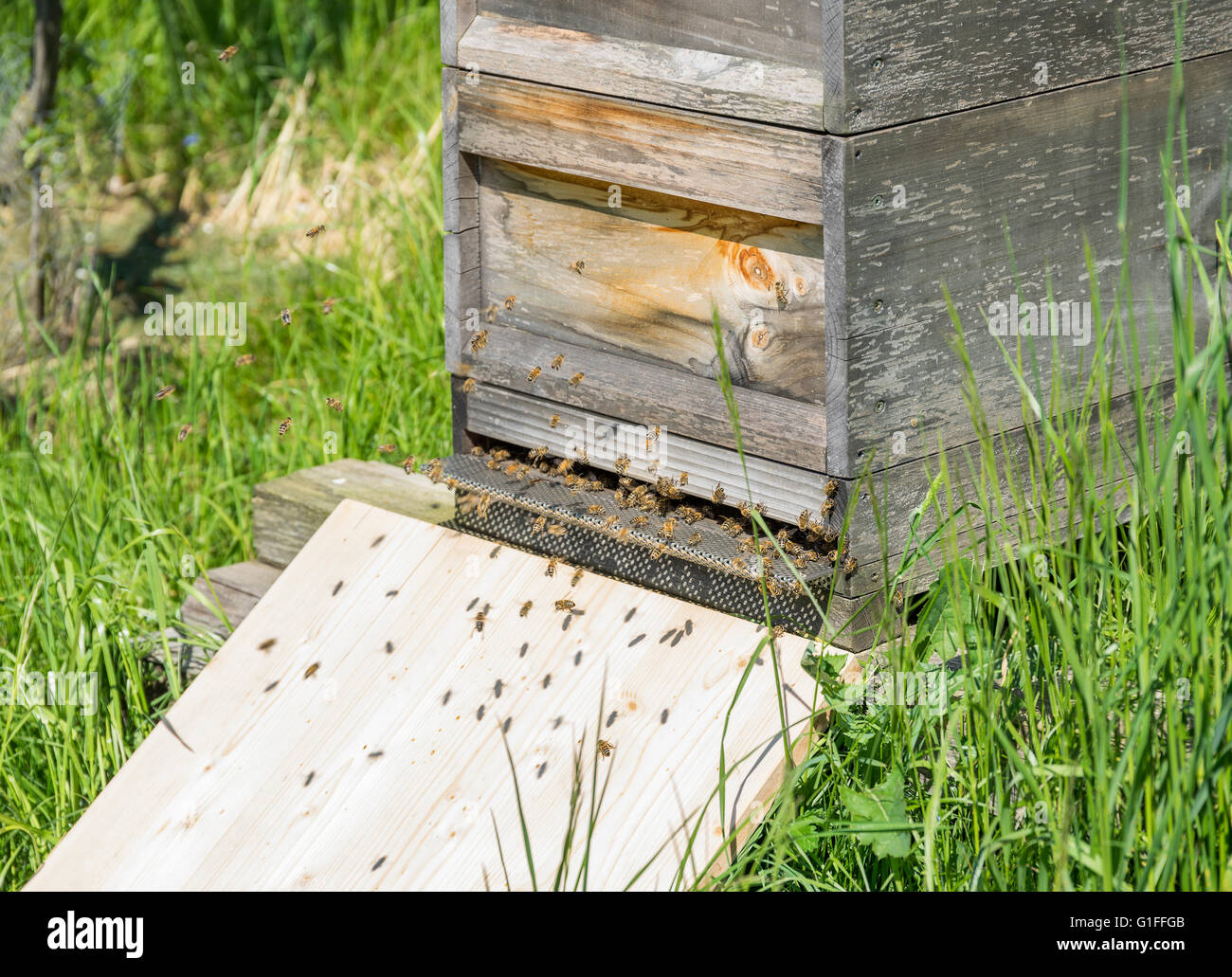 Bees around beehive hi-res stock photography and images - Alamy