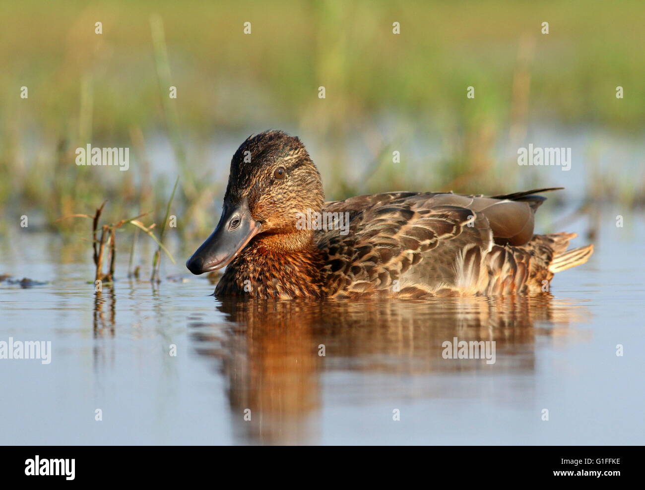 Female mallard duck (Anas platyrhynchos) swimming at close range in ...