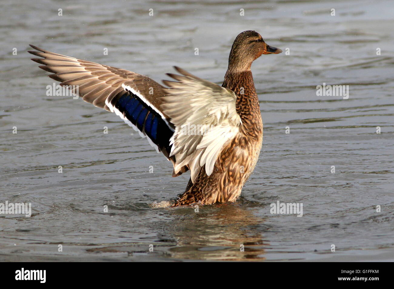 Female mature duck hi-res stock photography and images - Alamy