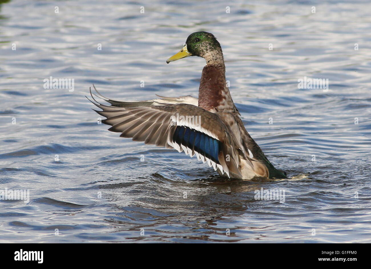 Male mallard in eclipse plumage hi-res stock photography and images - Alamy