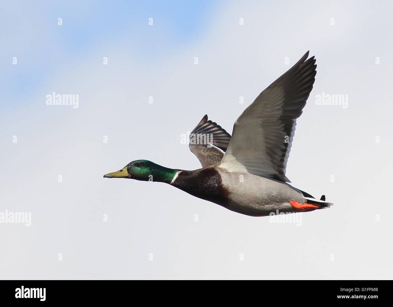Male mallard flies hi-res stock photography and images - Alamy