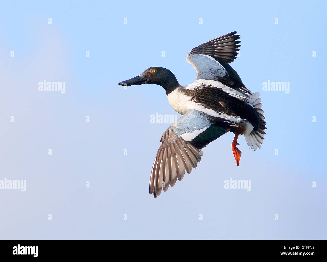 Shoveler Duck Flying