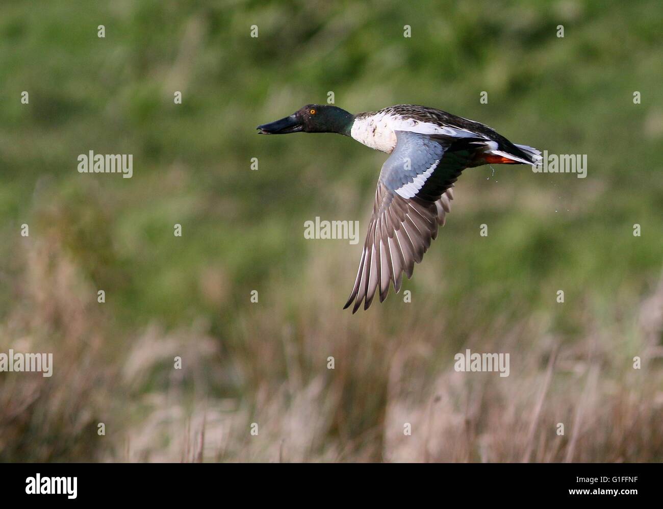 Male European Northern Shoveler duck (Spatula clypeata) in fast flight ...