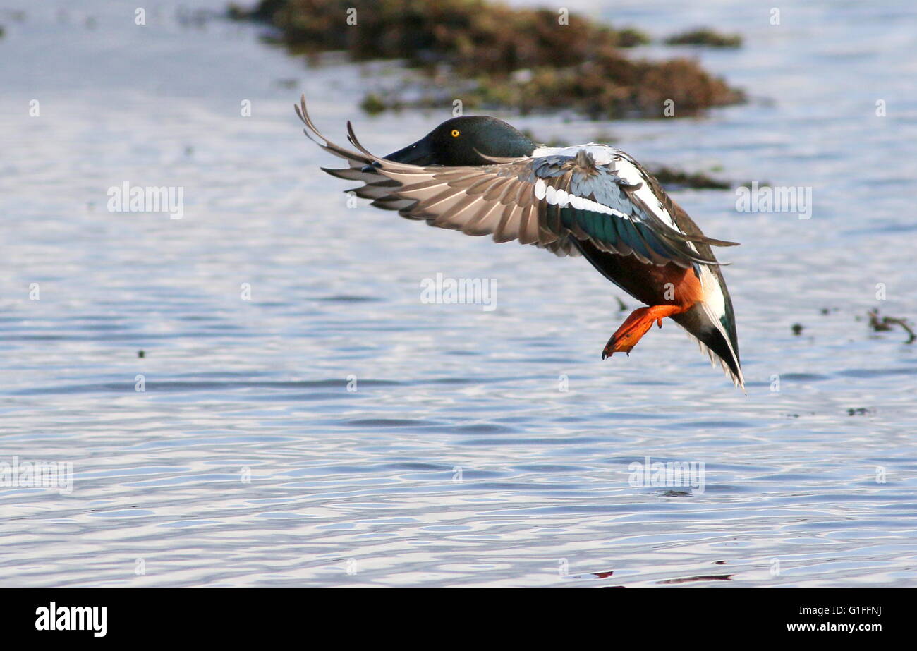 Male European Northern Shoveler duck (Spatula clypeata) in flight ...