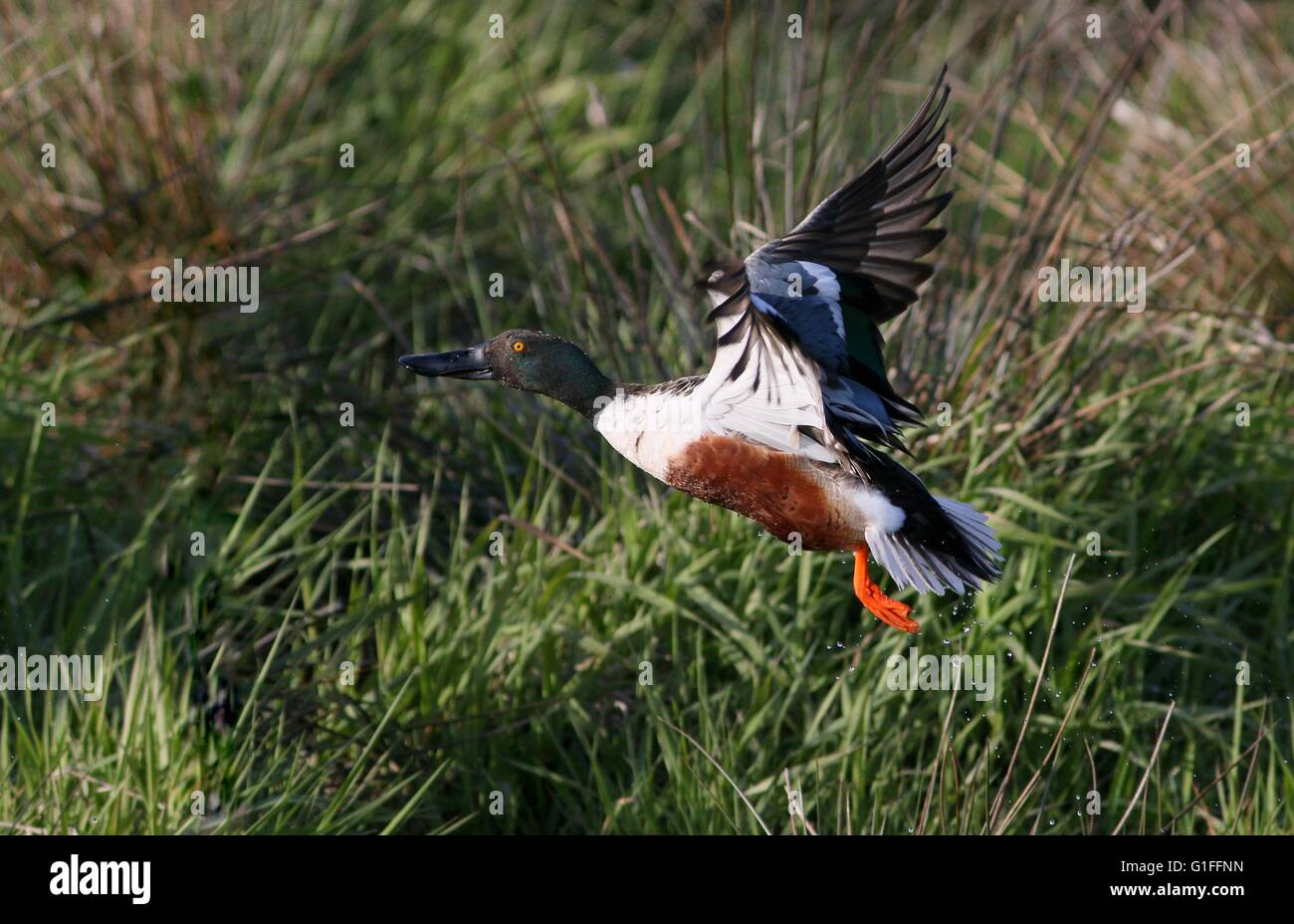 Male European Northern Shoveler duck (Spatula clypeata) taking off into ...