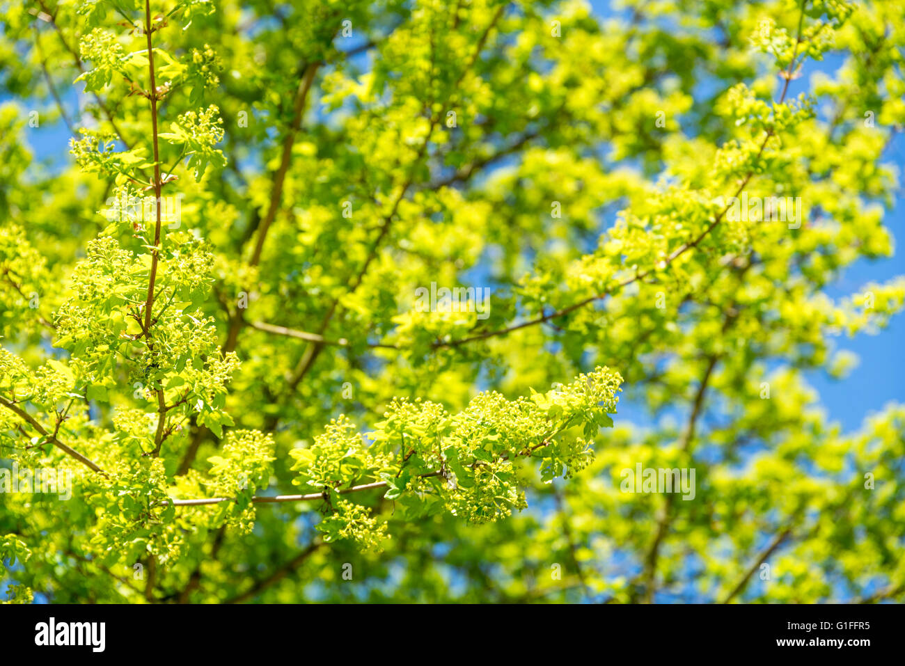 sunny illuminated green tree detail with blossoms and leaves at early ...