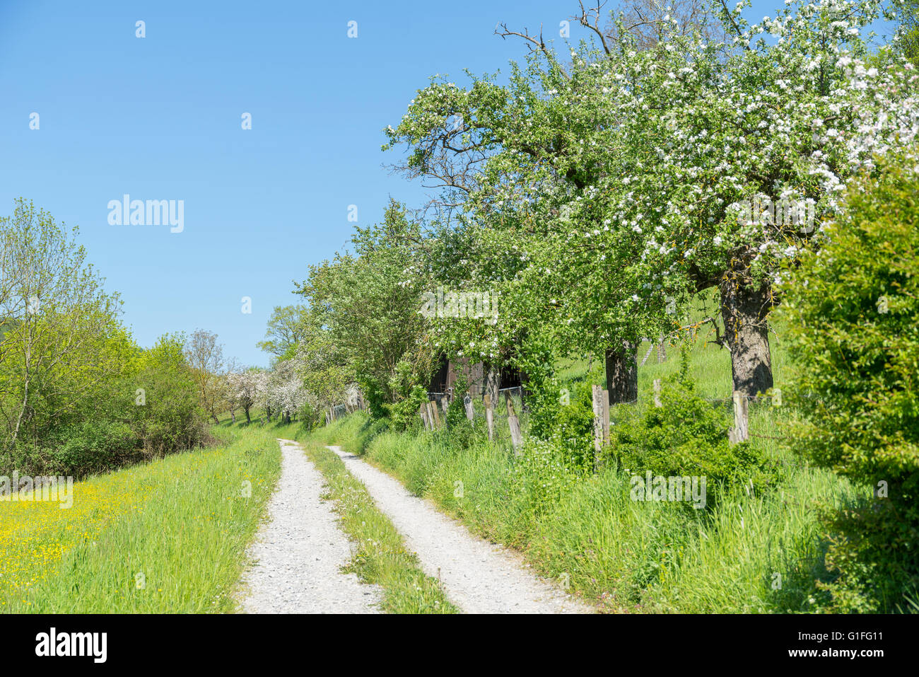 sunny illuminated idyllic field path at spring time in Hohenlohe, a ...