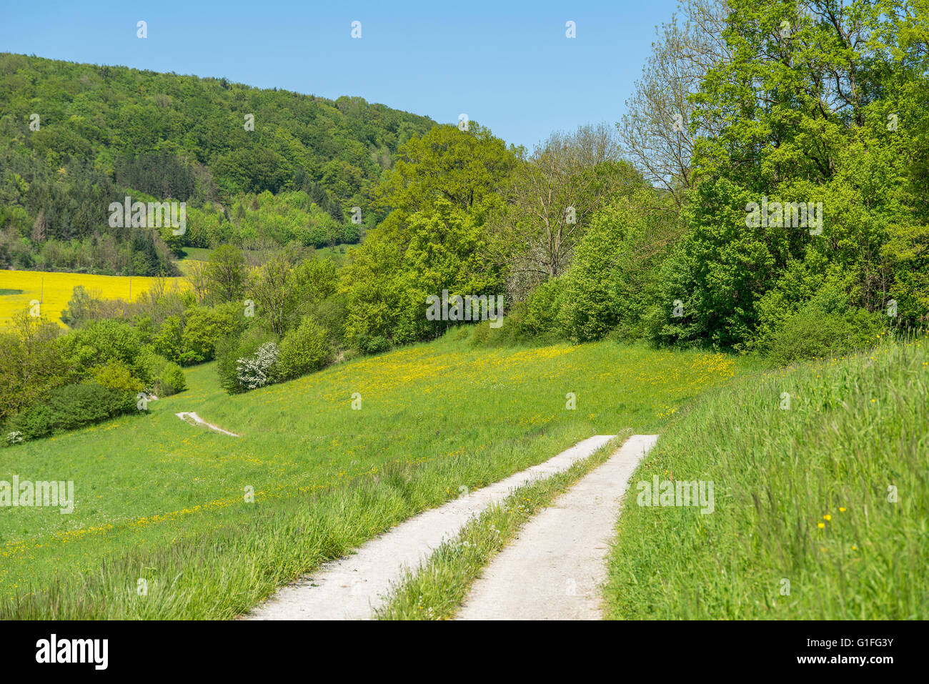 sunny illuminated idyllic field path at spring time in Hohenlohe, a ...