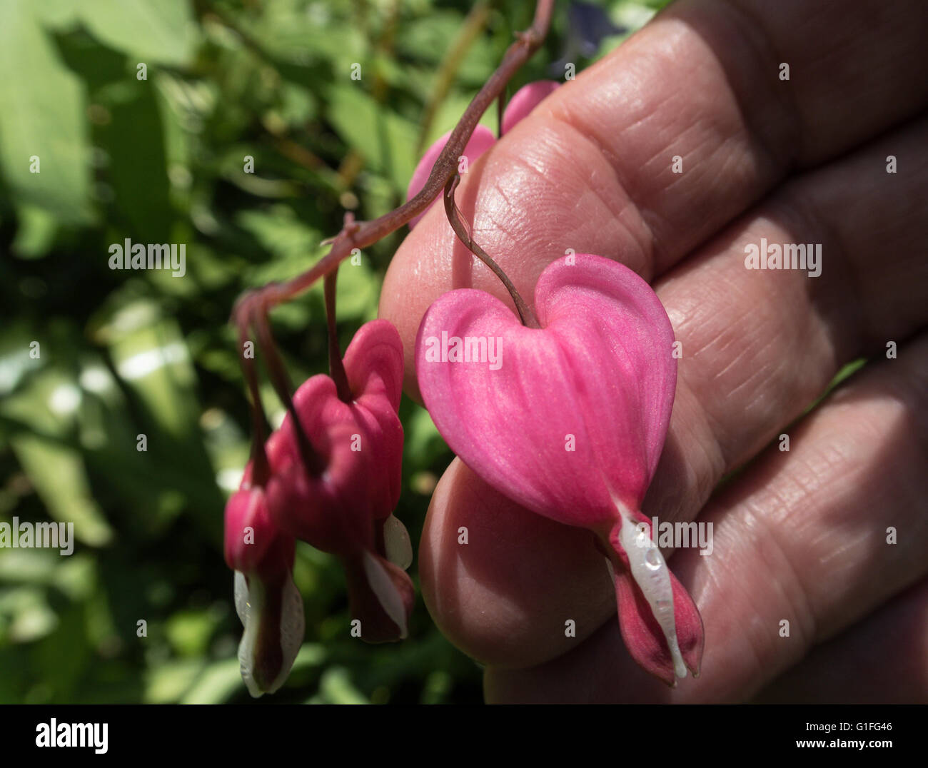 Bleeding Heart Flower Stock Photo - Alamy