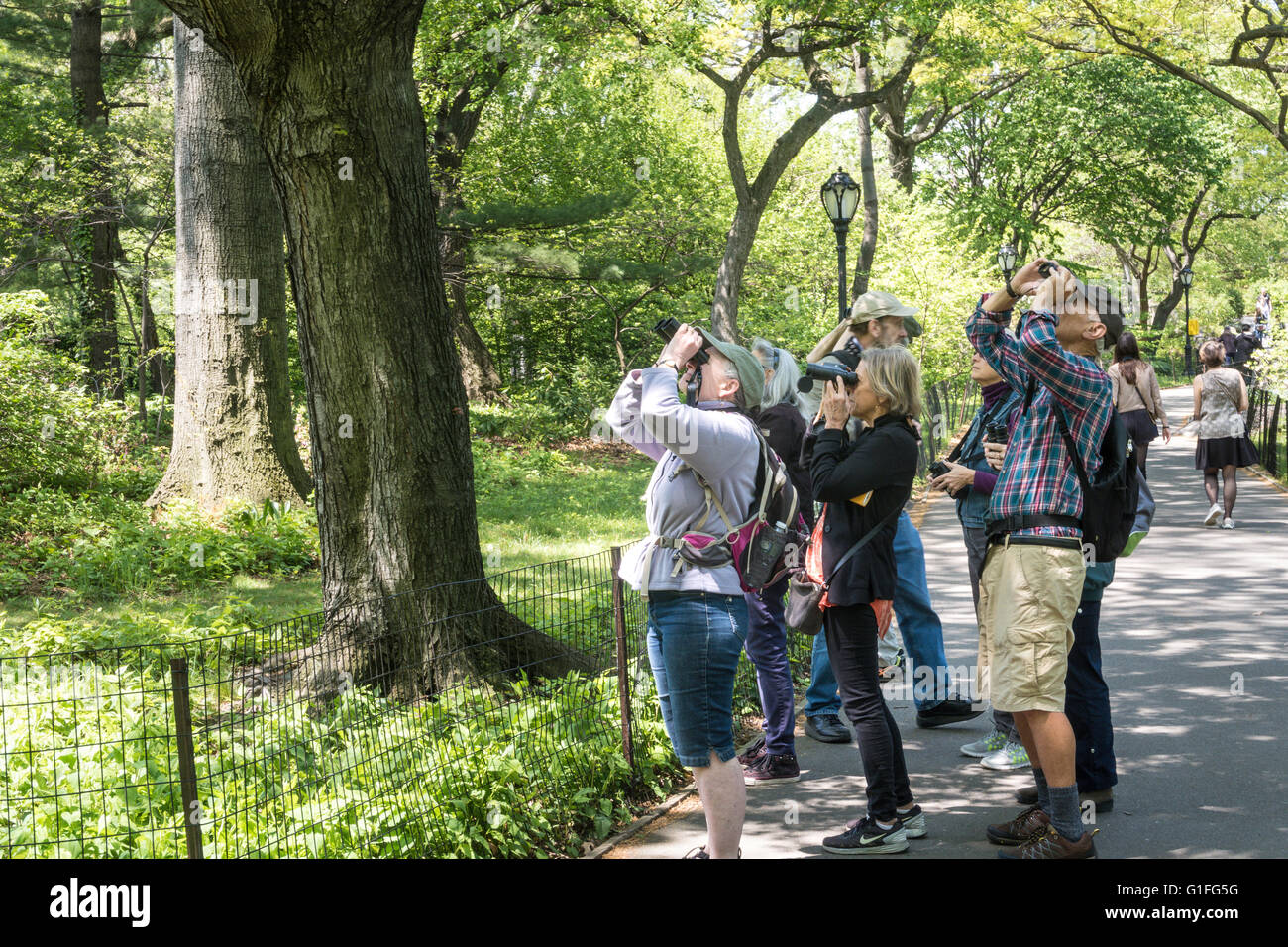 Bird Watching in Central Park, NYC Stock Photo - Alamy