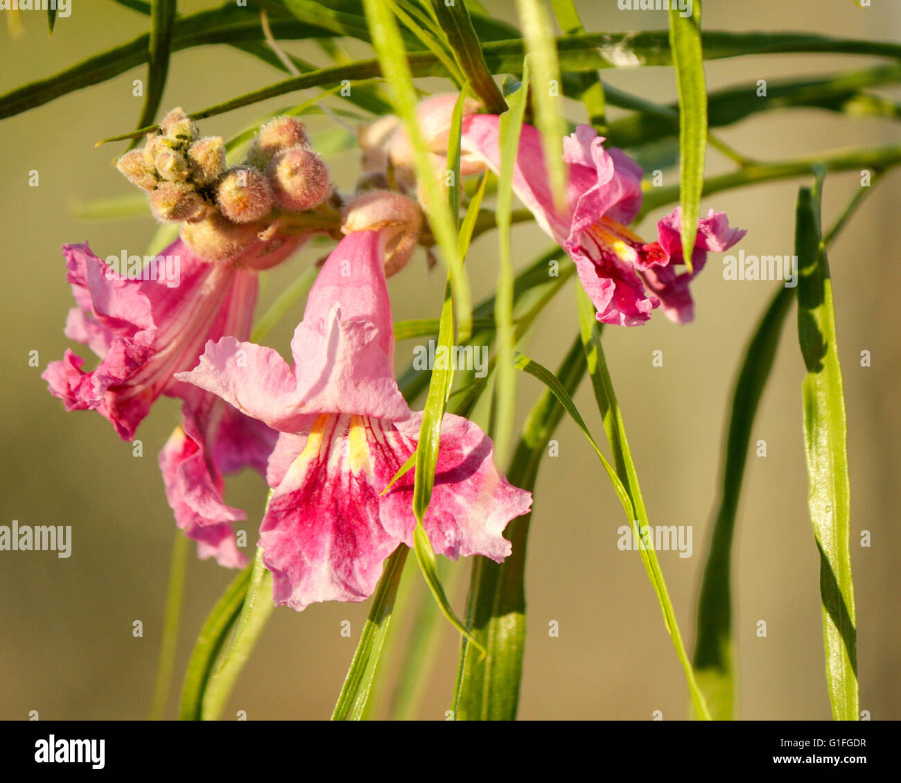 Desert Willow High Resolution Stock Photography and Images - Alamy