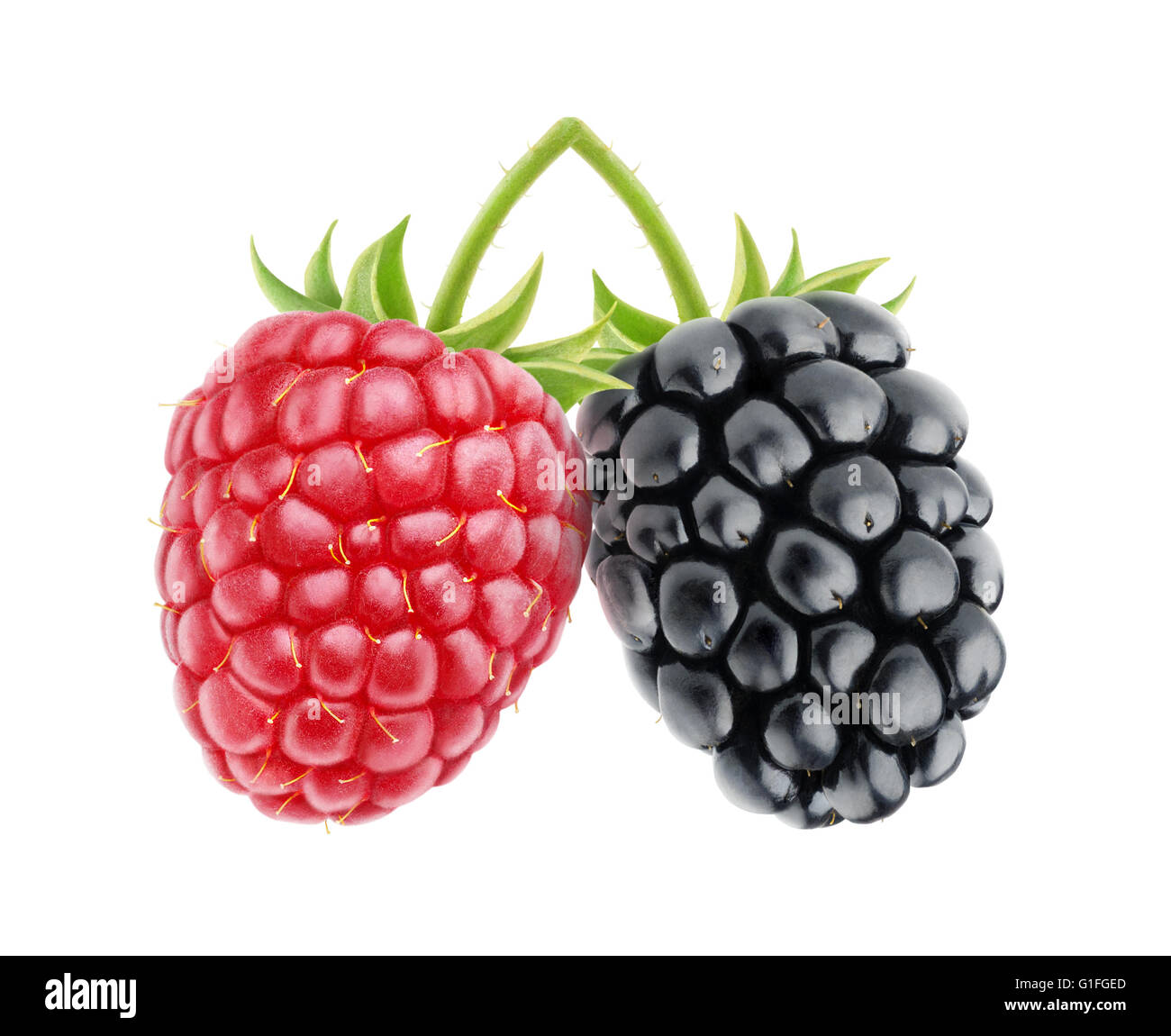 Two isolated berries. Raspberry and blackberry isolated on white ...