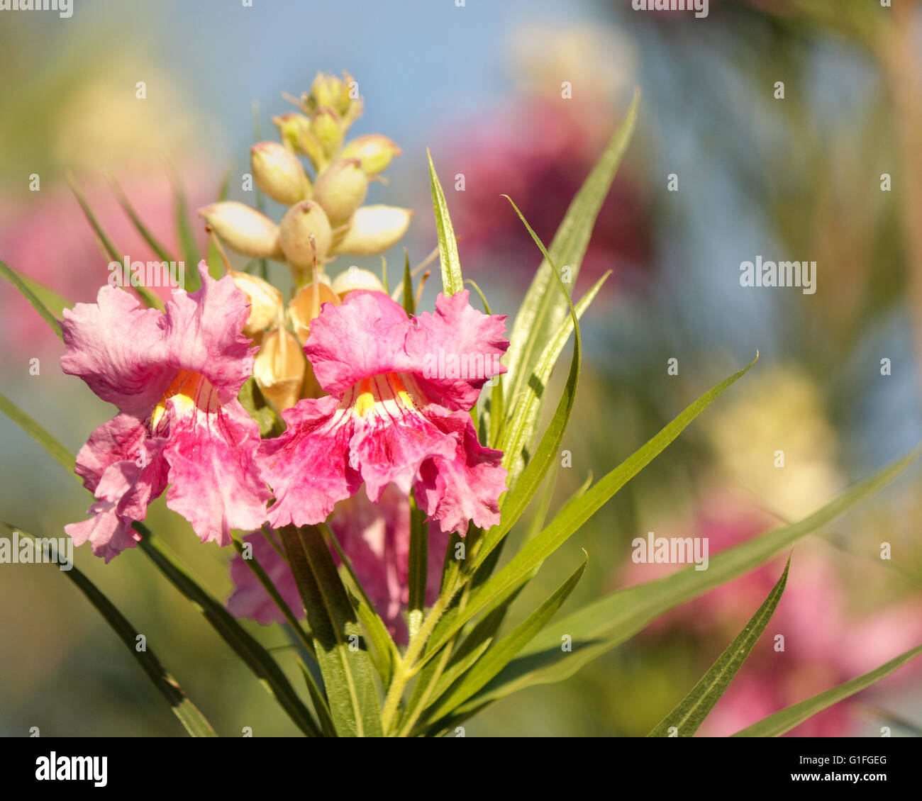 Desert Willow Flower Stock Photo - Alamy