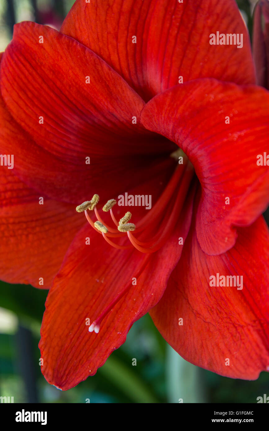 The red lily hi-res stock photography and images - Alamy