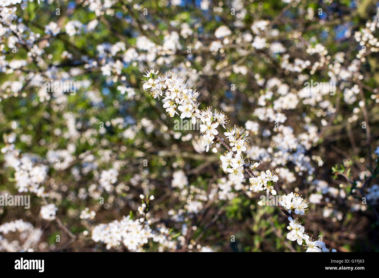 Hawthorn tree garden hi-res stock photography and images - Alamy