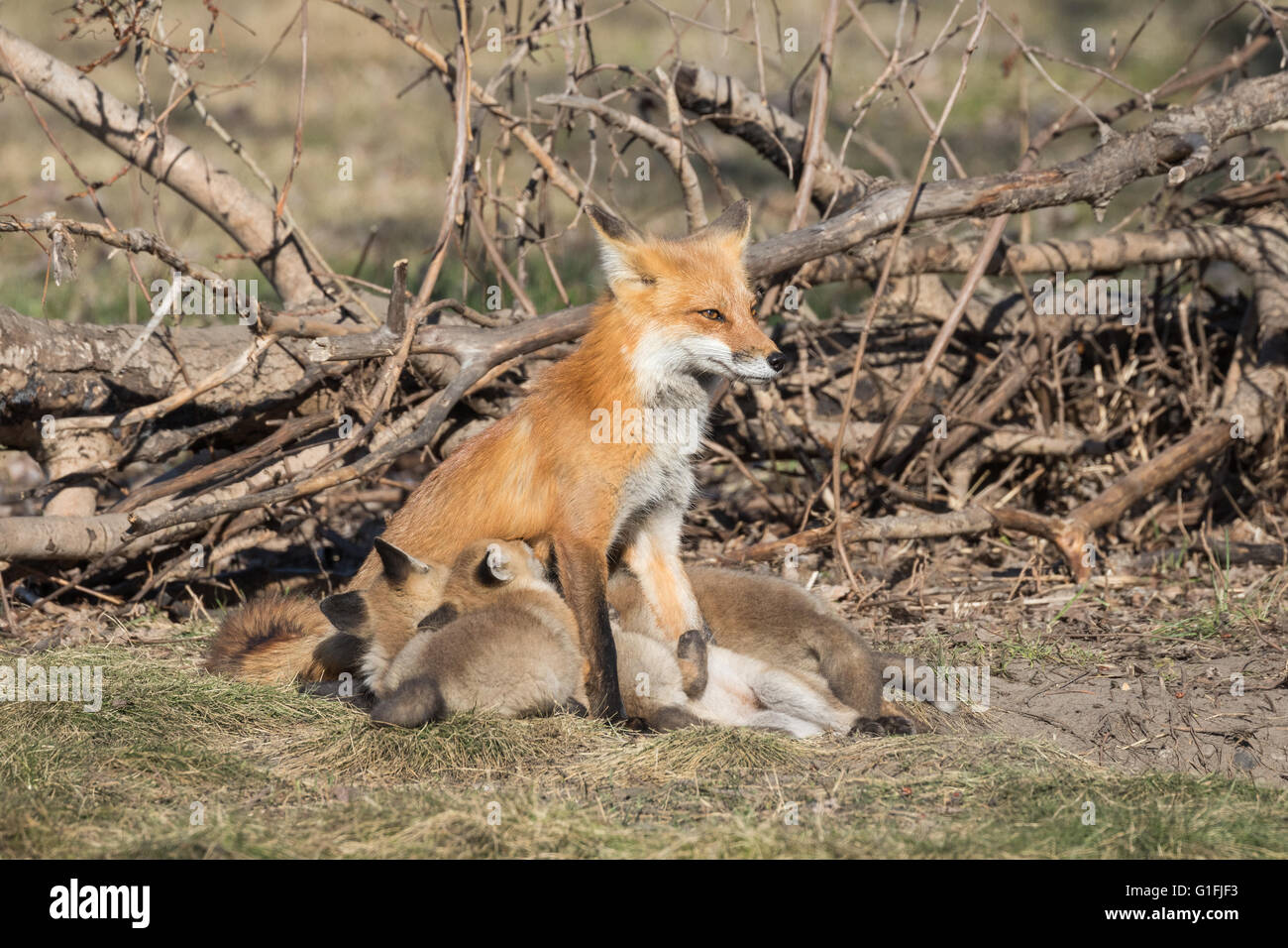 Red fox mother cub hi-res stock photography and images - Alamy