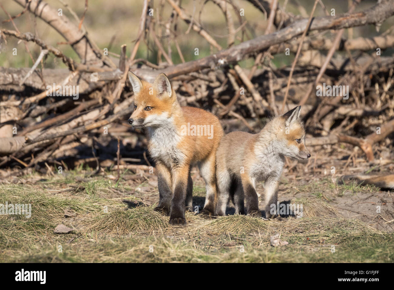 Red Fox Kits from Different Litters Stock Photo - Alamy